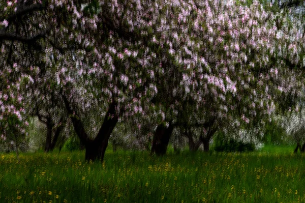 Canberra spring Stock Photos, Royalty Free Canberra spring Images ...