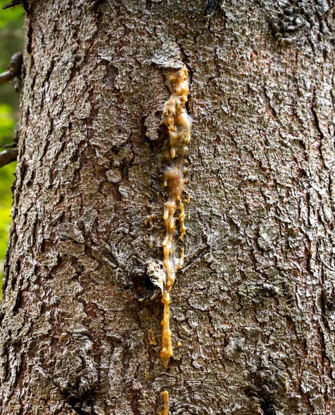 Pine Tree Sap