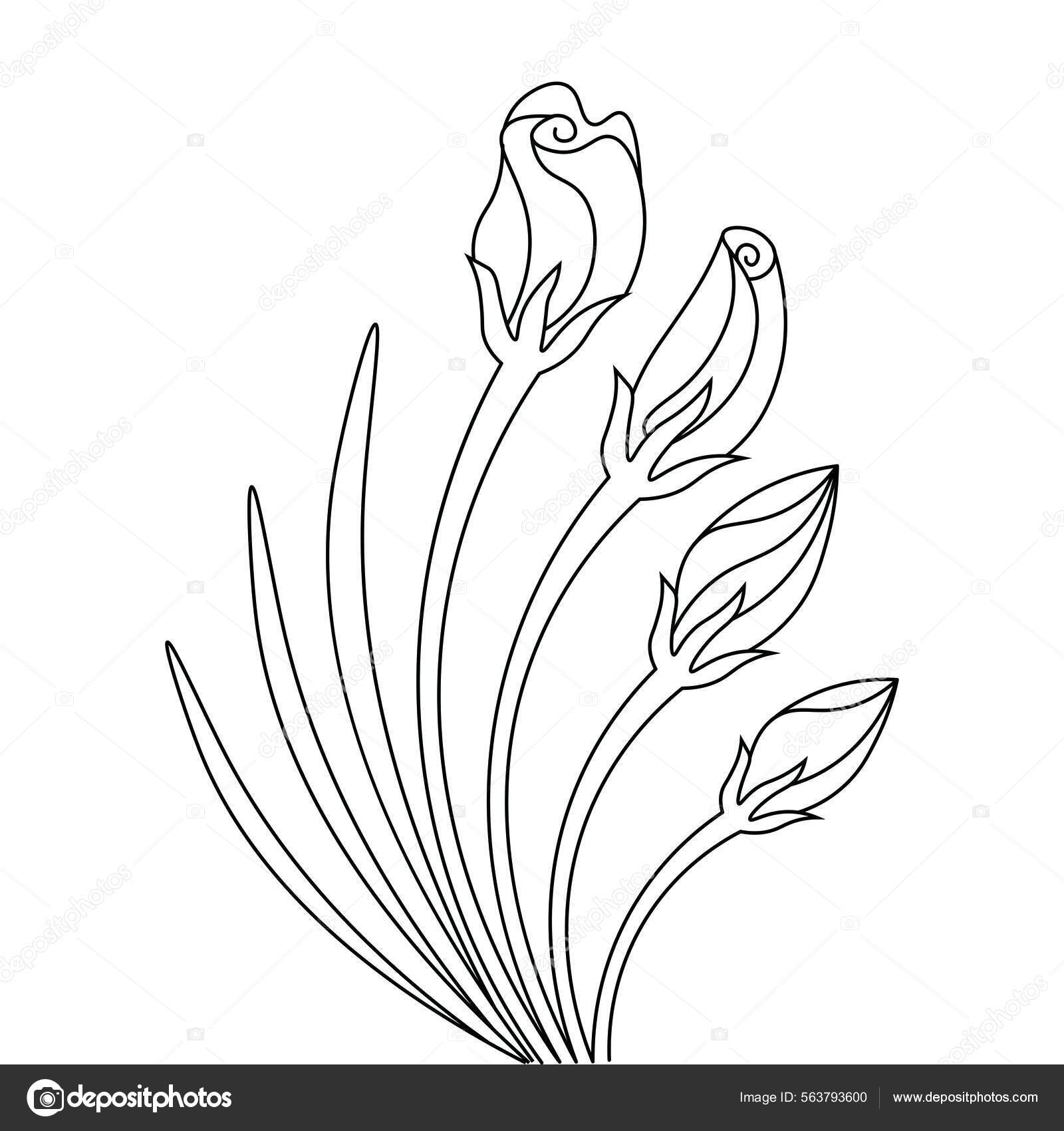 Hibiscus Flower Bud Coloring Page Book Line Art Design Stock Vector ...