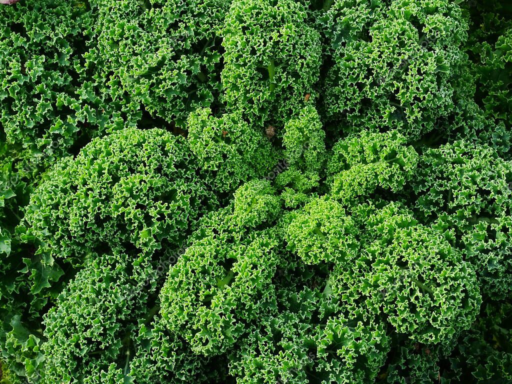 un primer plano de la planta de col rizada (Brassica oleracea) en el ...