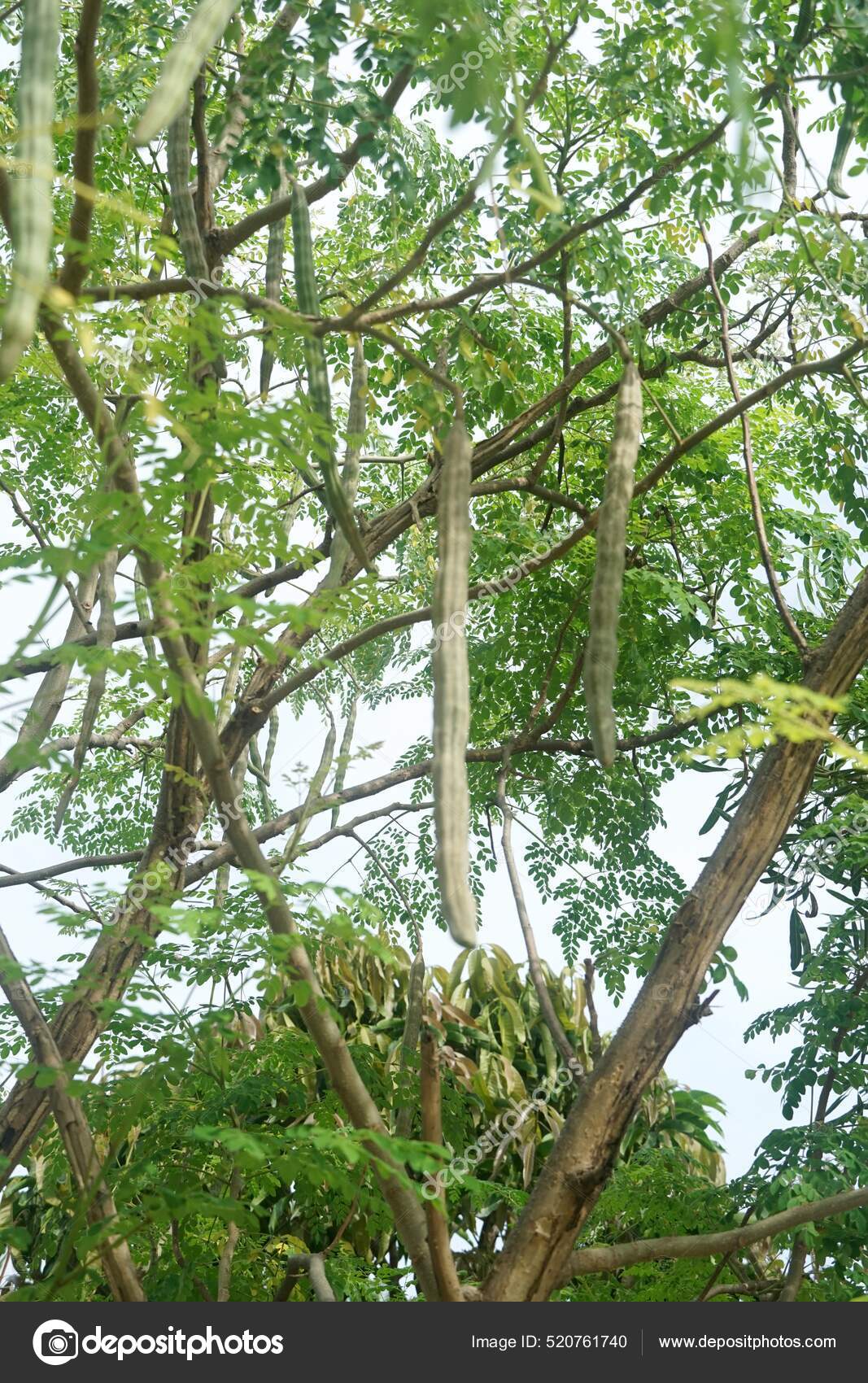 Moringa Oleifera Tree