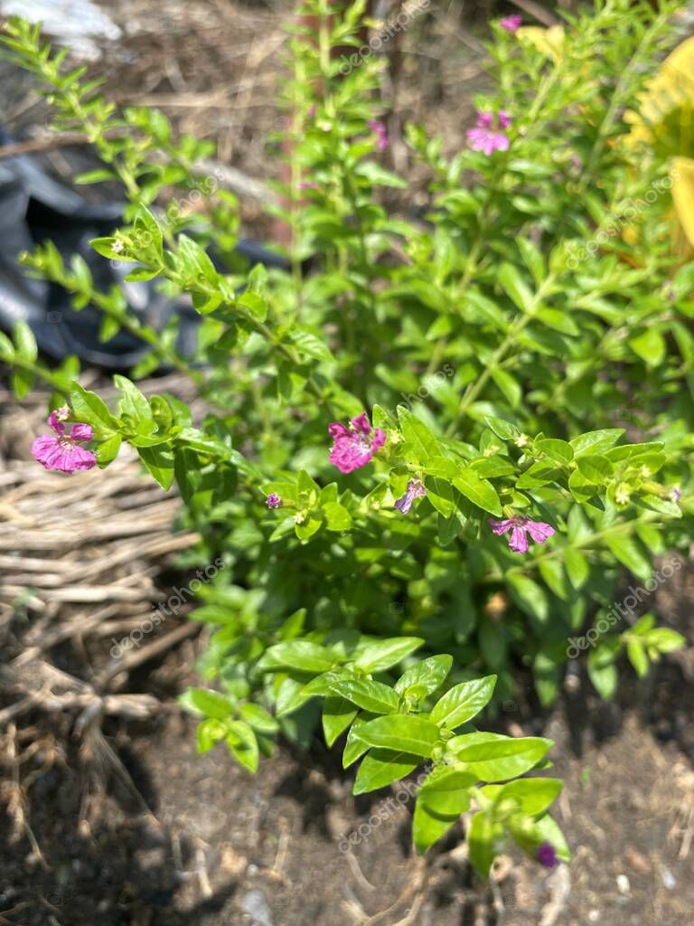 Flor de brezo falso en el jardín de la naturaleza 2022