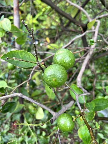 Árbol de limas Stock Photos, Royalty Free Árbol de limas Images ...