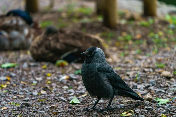 Corbeaux de poussin Stock Photos, Royalty Free Corbeaux de poussin ...