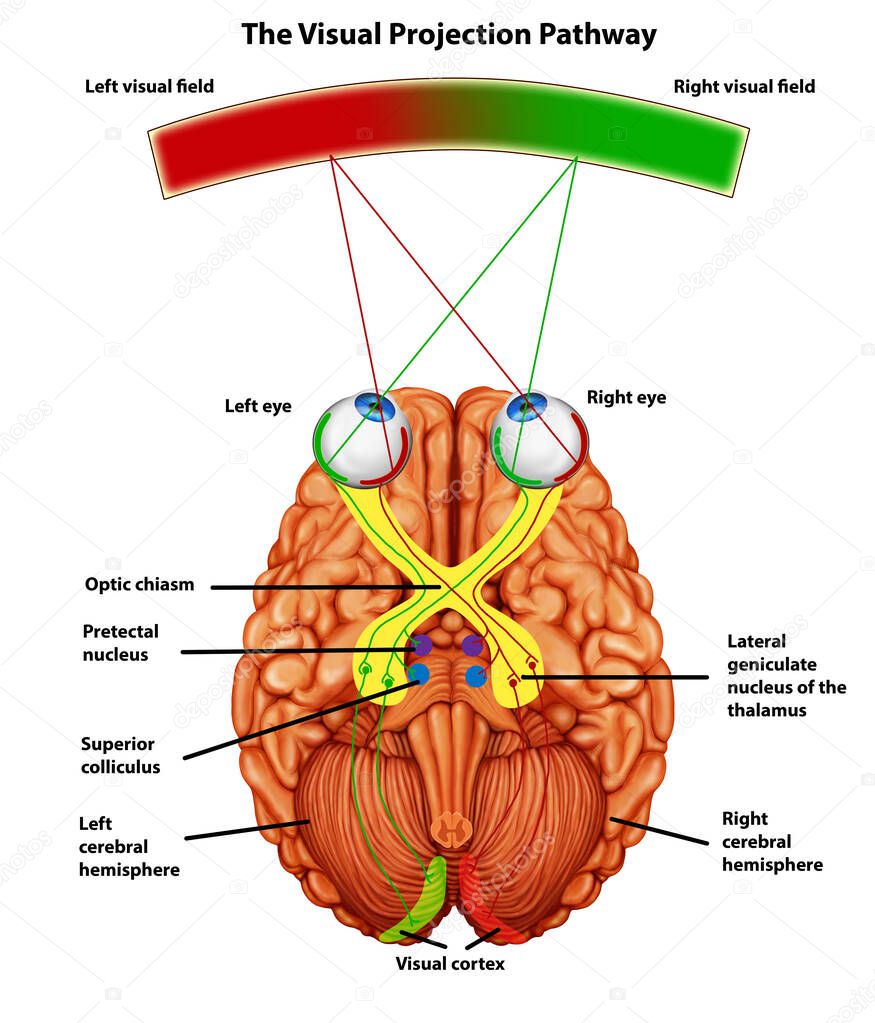 Ilustración de la anatomía de la vía de proyección visual 2024