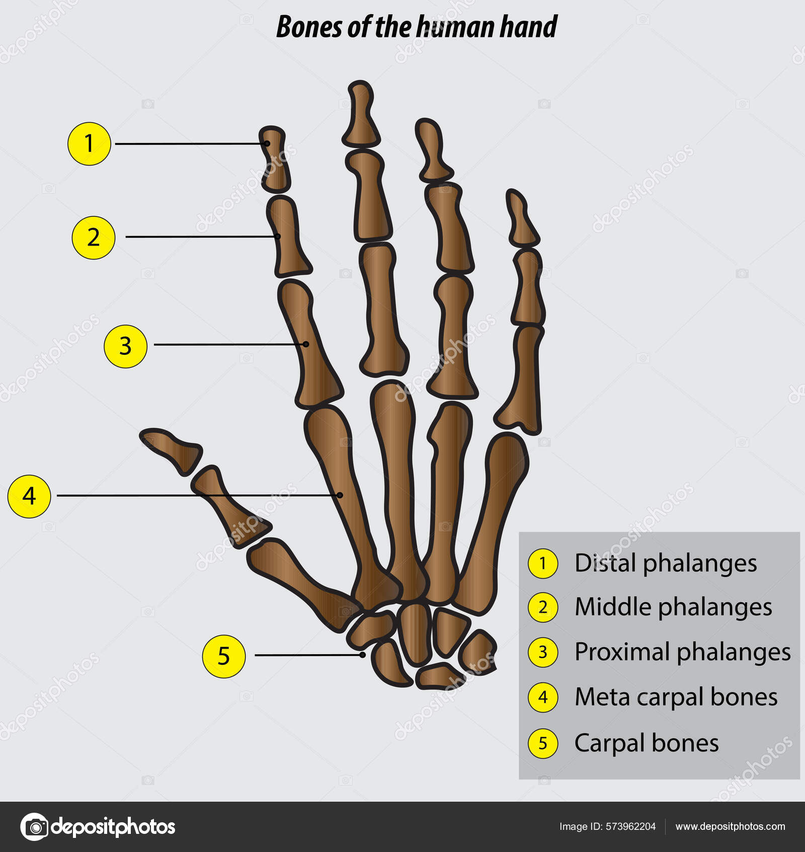 Normal, Falange., Sanidad, Diagrama, Falanges Imagen Vectorial de ...