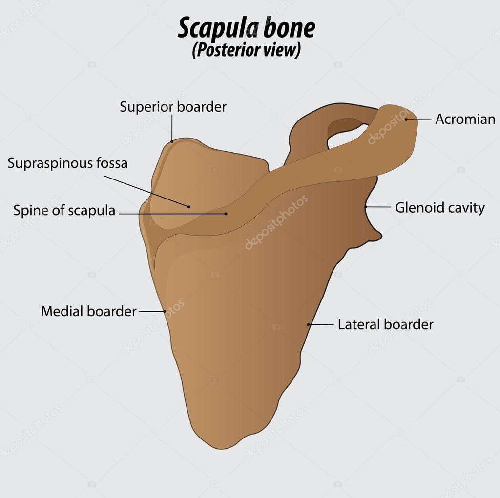 Escapula hueso vector dibujo etiquetado diagrama 2023
