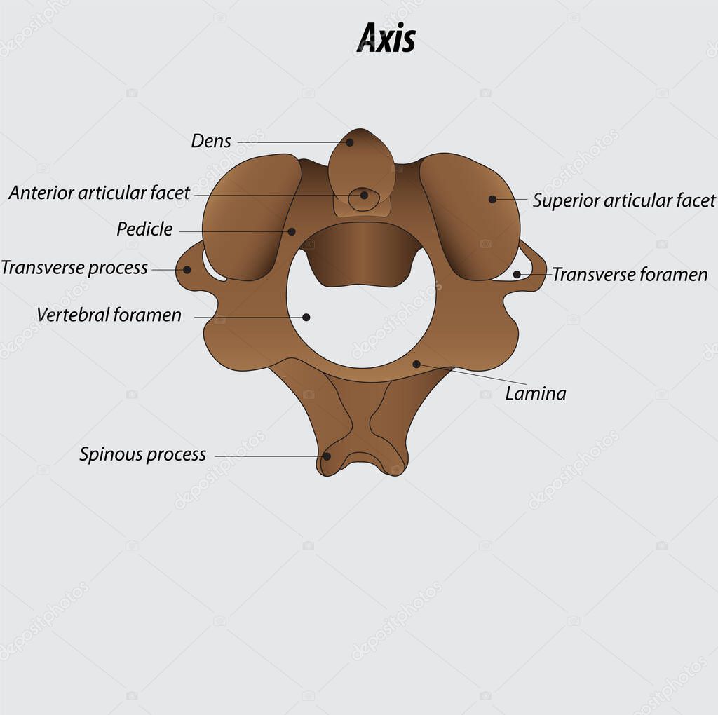 Axis vertebra etiquetado diagrama vector ilustración dibujo con capas 2022
