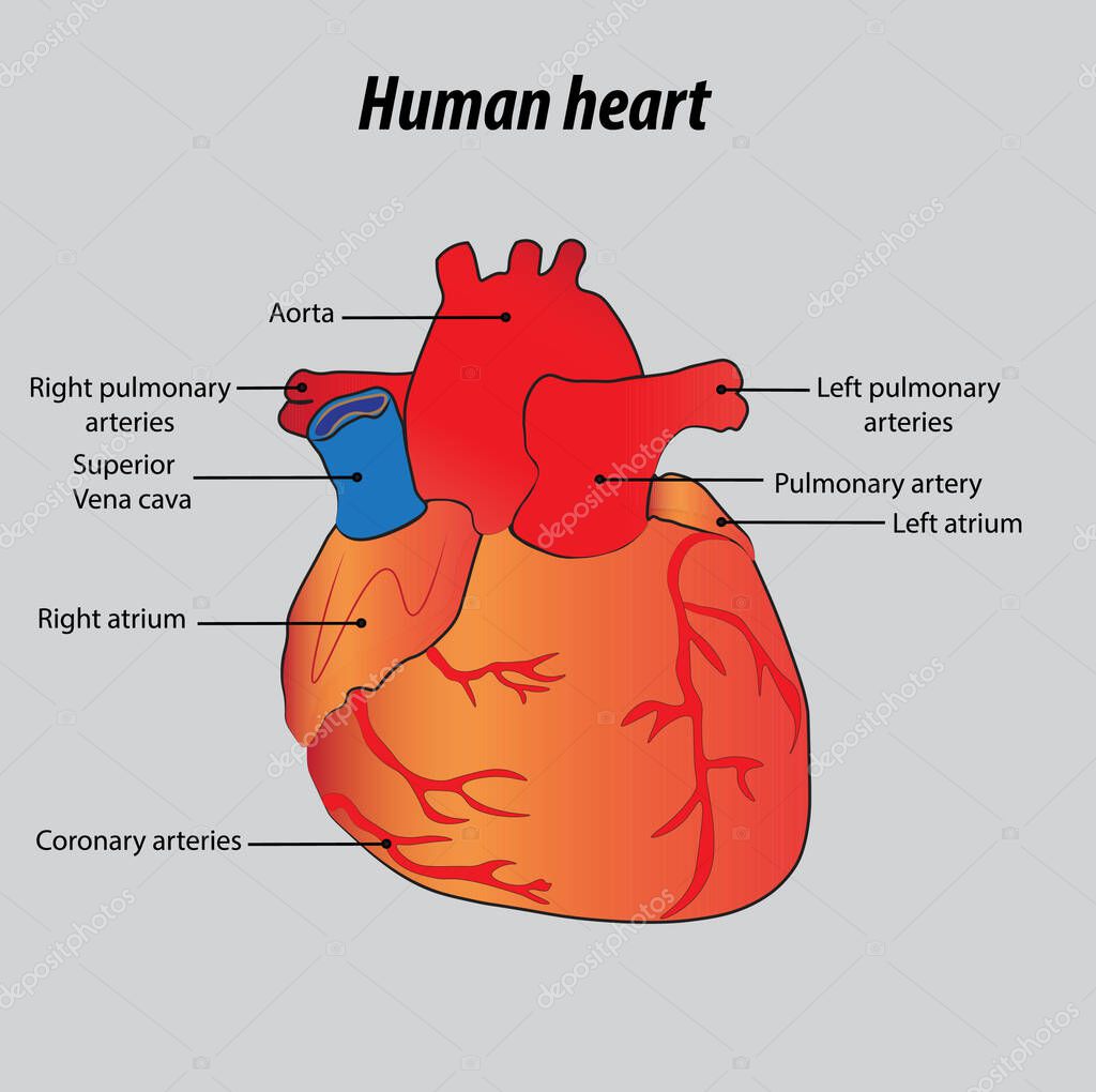 Corazón humano etiquetado diagrama vector dibujo ilustración 2023