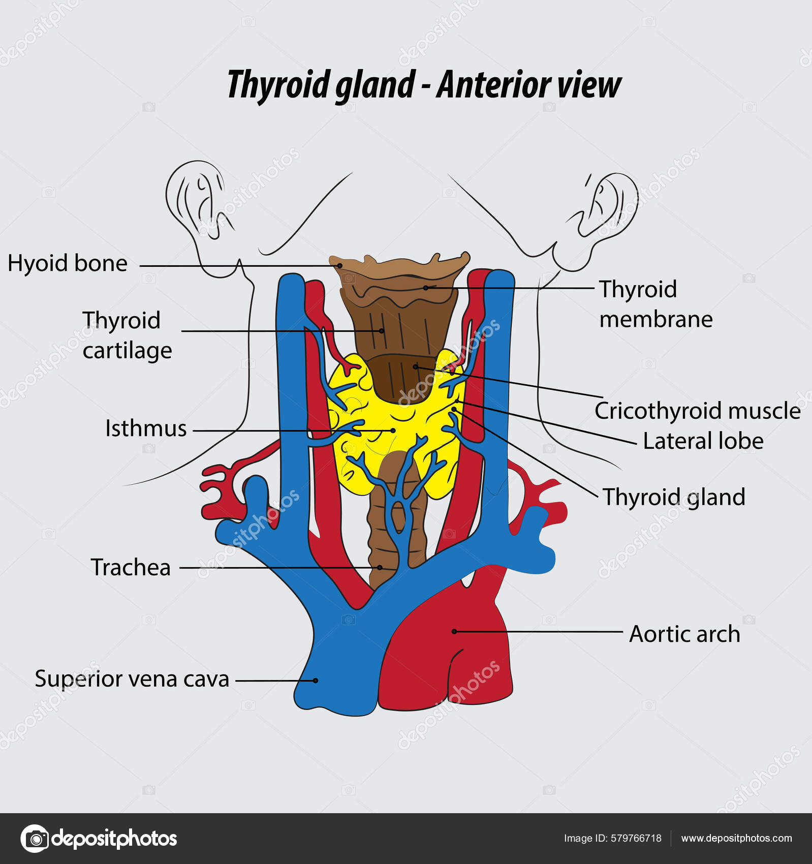 Modelo De Anatomia Da Glandula Tireoide Histologia 2