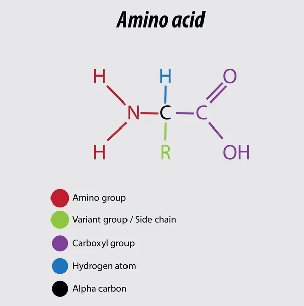Alpha amino acid Vector Art Stock Images | Depositphotos
