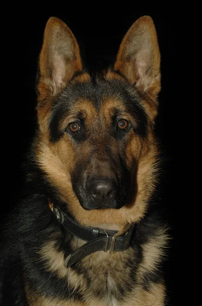 Detectie hond Stock Photos, Royalty Free Detectie hond Images ...