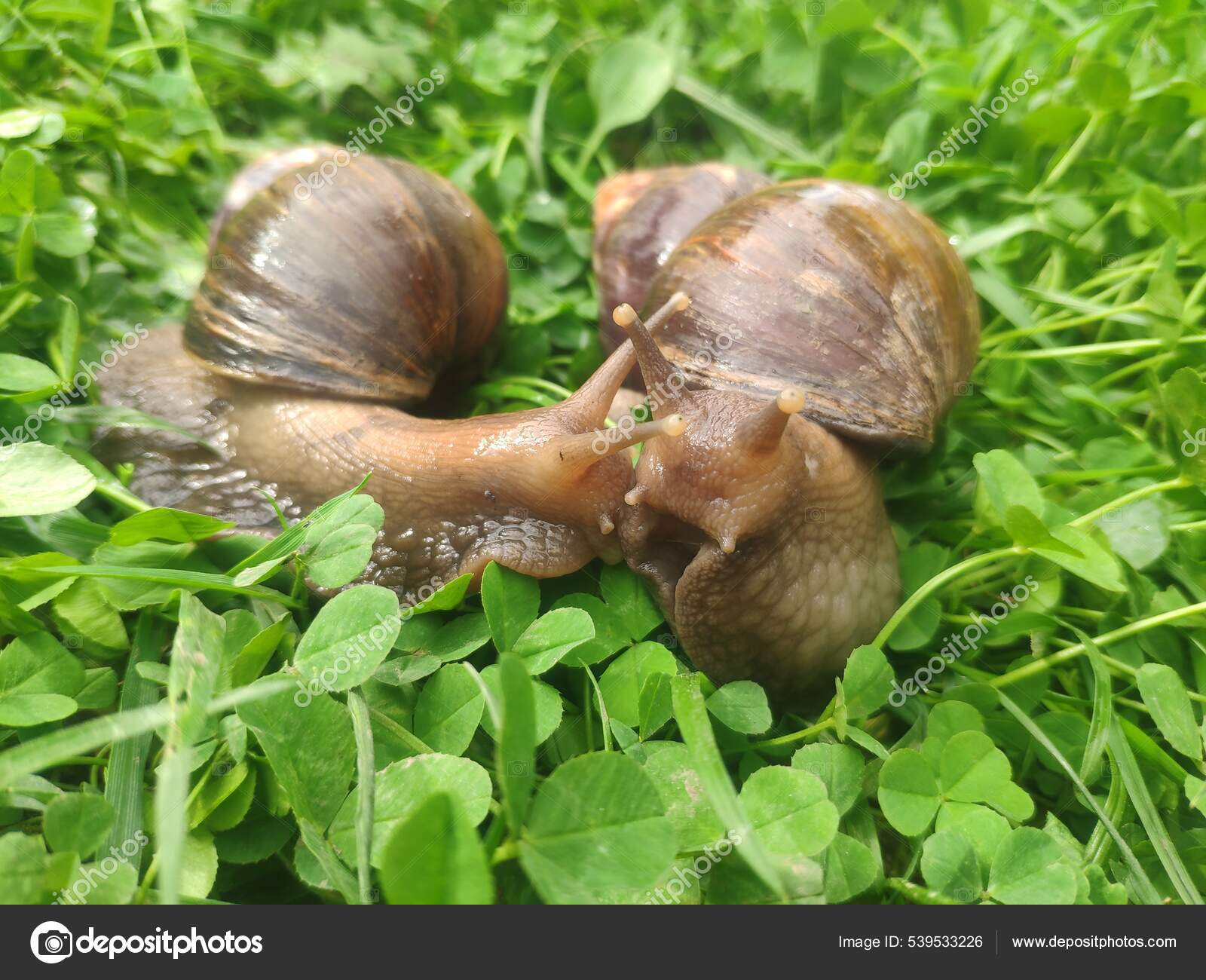 Two snails in love kiss with their antennae. large achatina snails on the green grass. Giant ...