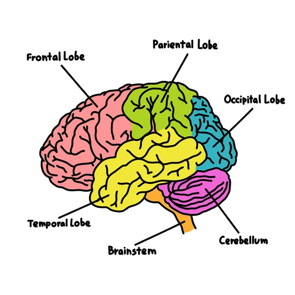 100,000 전두엽 Vector Images | Depositphotos