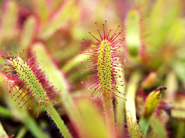 Carnivores plants Stock Photos, Royalty Free Carnivores plants Images ...