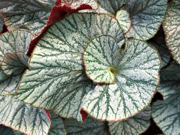 Follaje de hoja de primer plano begonia plantas de flores para hojas ...