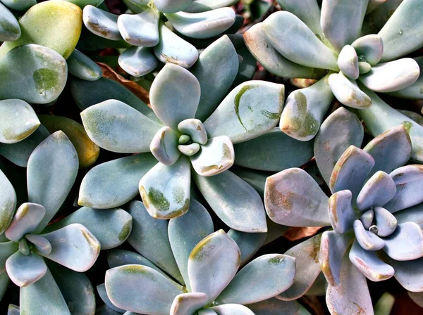 Madre de perla planta fotos de stock, imágenes de Madre de perla planta ...