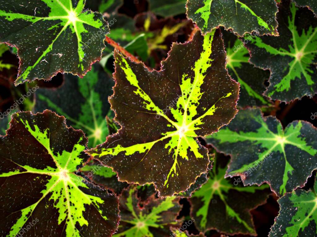 Follaje de hoja de primer plano begonia plantas de flores para hojas ...