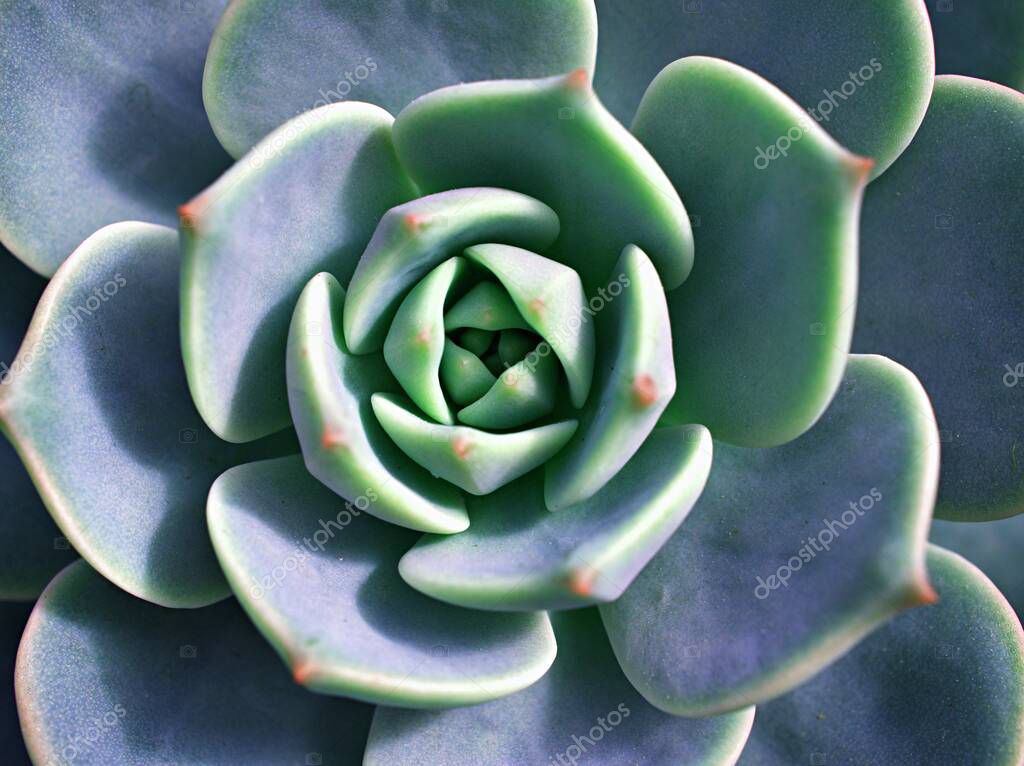 Macro planta suculenta de cactus, Echeveria elegans, Rose Cabbage ...