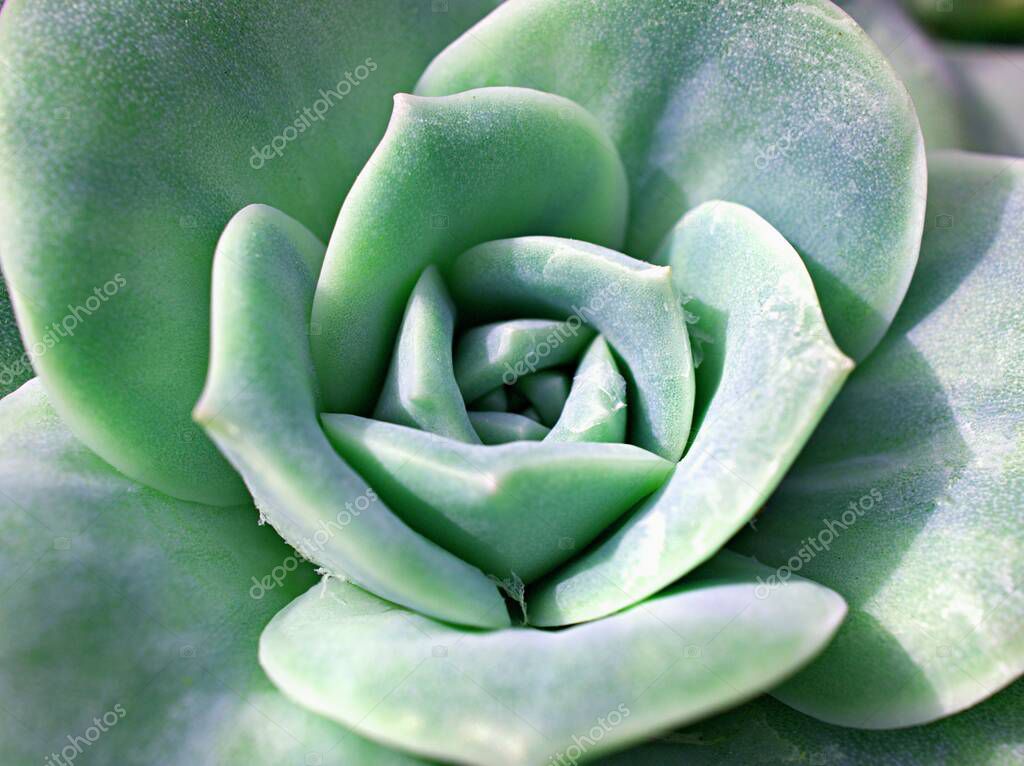 Macro planta suculenta de cactus, Echeveria elegans, Rose Cabbage ...