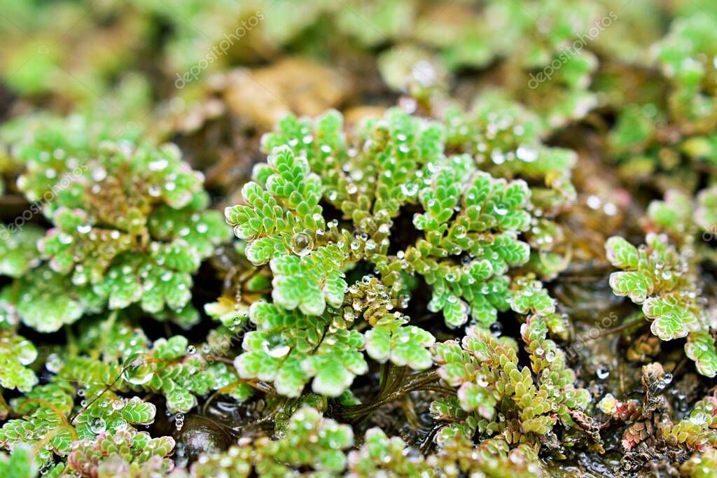 Closeup green plant Azolla filiculoides ,Pacific Mosquito Fern ...