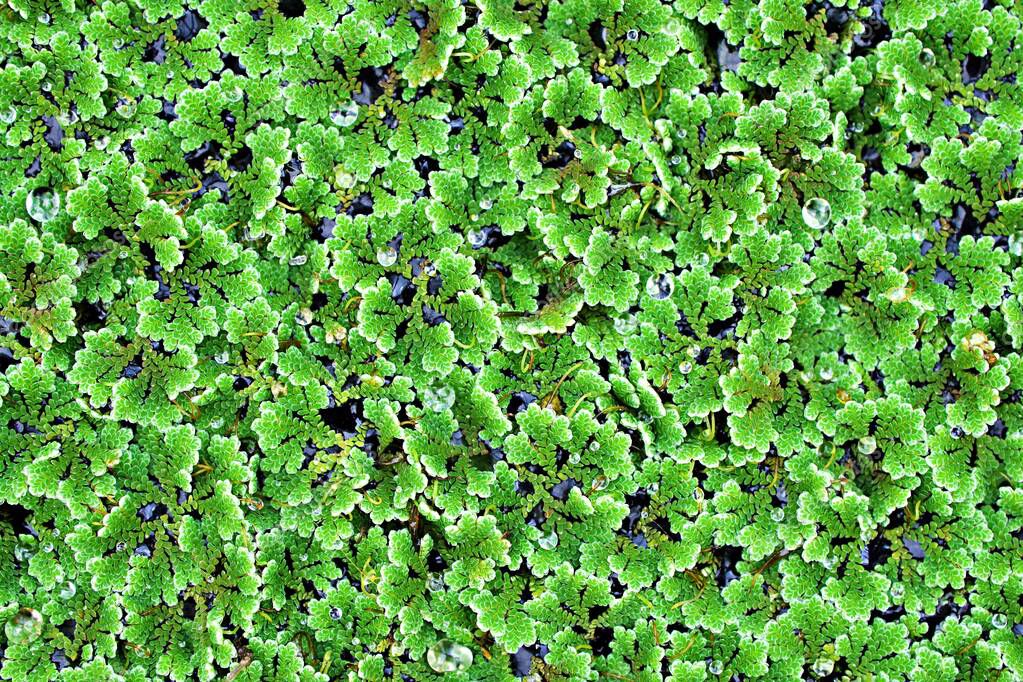Closeup green plant Azolla filiculoides ,Pacific Mosquito Fern ...