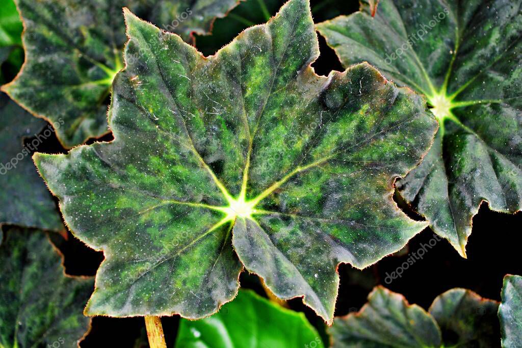 Follaje de hoja de primer plano begonia plantas de flores para hojas ...