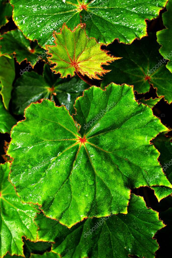 Follaje de hoja de primer plano begonia plantas de flores para hojas ...