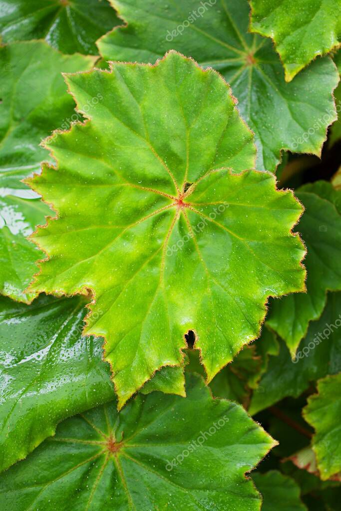 Follaje de hoja de primer plano begonia plantas de flores para hojas ...