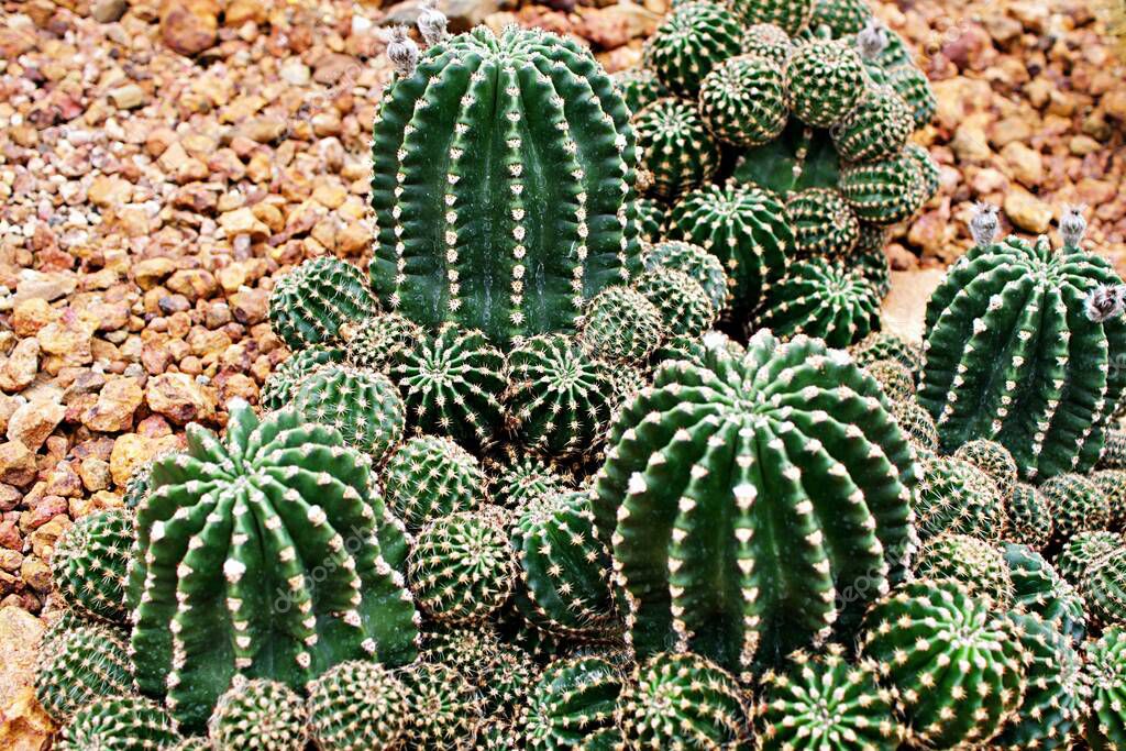 Echinocactus grusonii, Golden Barrel Cojín de suegra, asiento, cactus ...