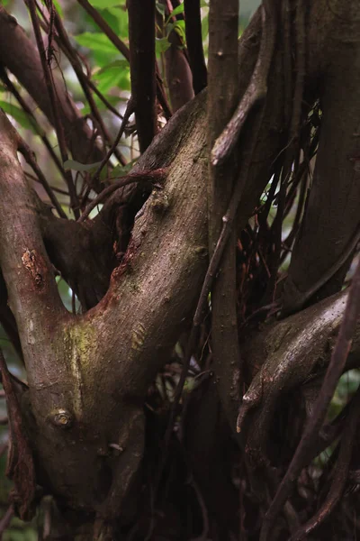 Gripping roots Stock Photos, Royalty Free Gripping roots Images ...