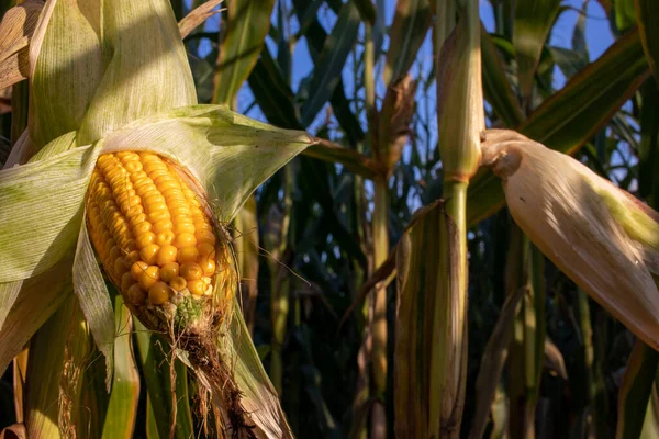 Corn on the cob on the corn field. Autumn harvesting. Close-up of ...