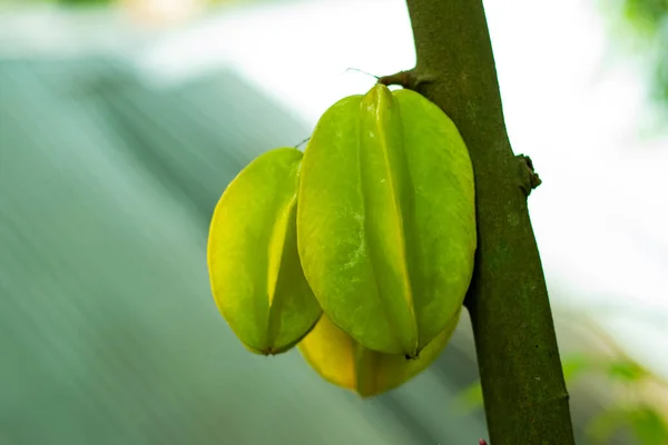 Star Fruit, Belimbing Besi, Belimbing Manis, Kembola, Carambola ...