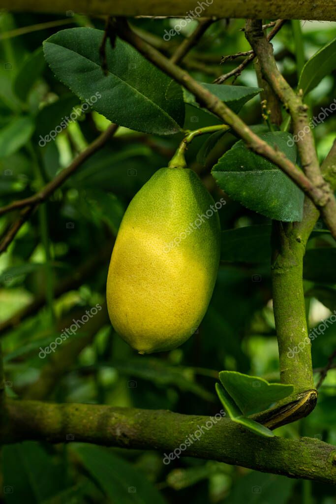 La fruta de limón es una rica fuente de nutrientes, una clave para una ...