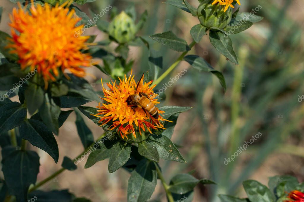 Una Anthophila o abeja sentada en una flor de azafrán naranja está ...