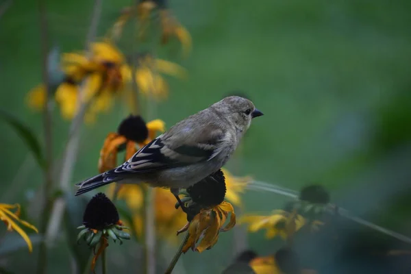 Backyard bird Stock Photos, Royalty Free Backyard bird Images ...
