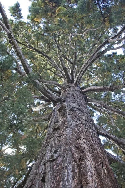 Millenium tree Stock Photos, Royalty Free Millenium tree Images ...