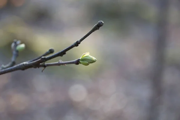 Apple tree buds Stock Photos, Royalty Free Apple tree buds Images ...