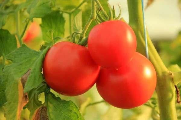 ripe red tomatoes in the farm greenhouse - Stock Image - Everypixel