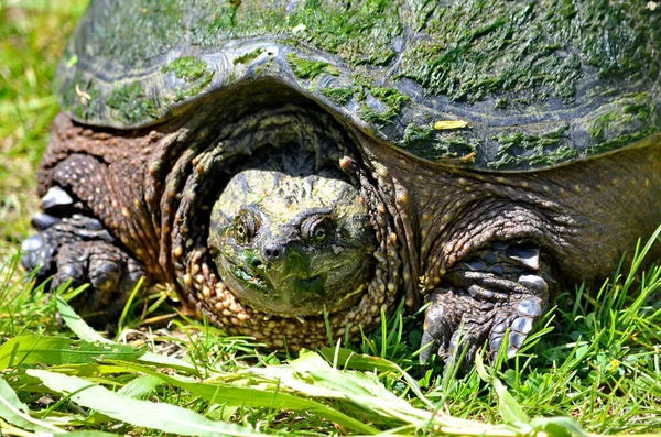 Snapping turtle Stock Photos, Royalty Free Snapping turtle Images ...