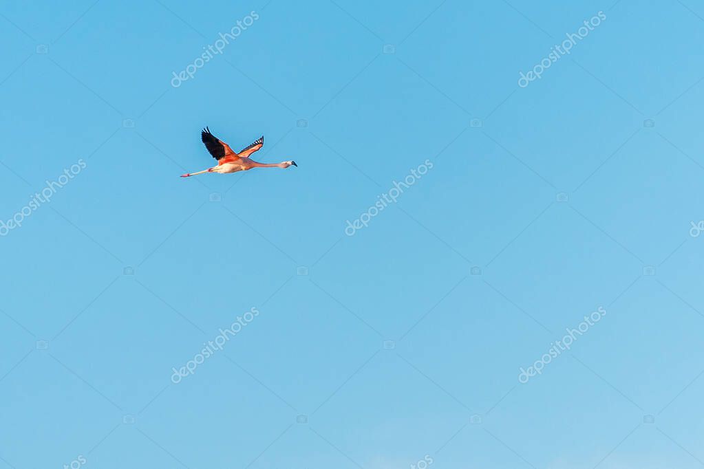 Un flamenco andino, Phoenicoparrus andinus, volando con cielo azul en ...