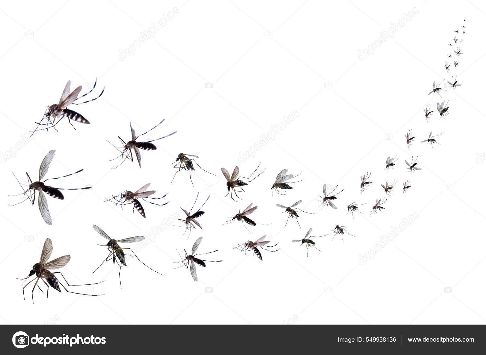 Flying Mosquitoes Swarm