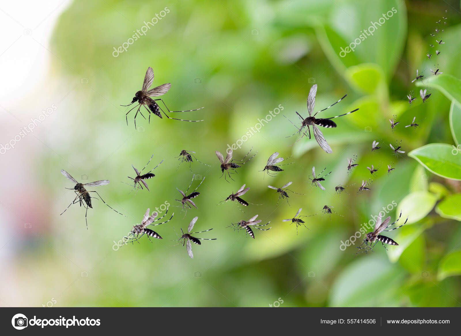 Flying Mosquitoes Swarm