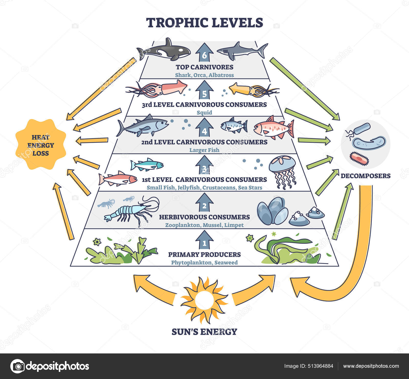 Trophic levels in water wildlife as ocean food chain pyramid outline ...