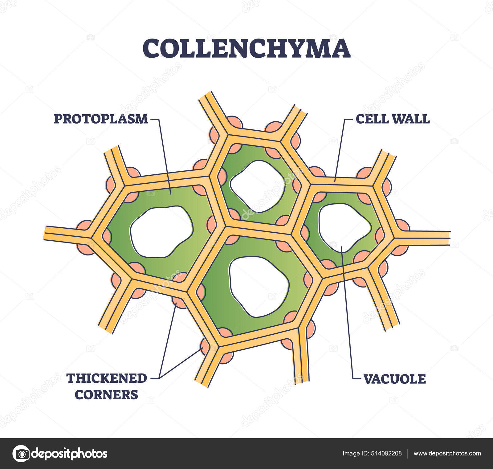 Collenchyma as ground tissue with thick supportive walls outline ...