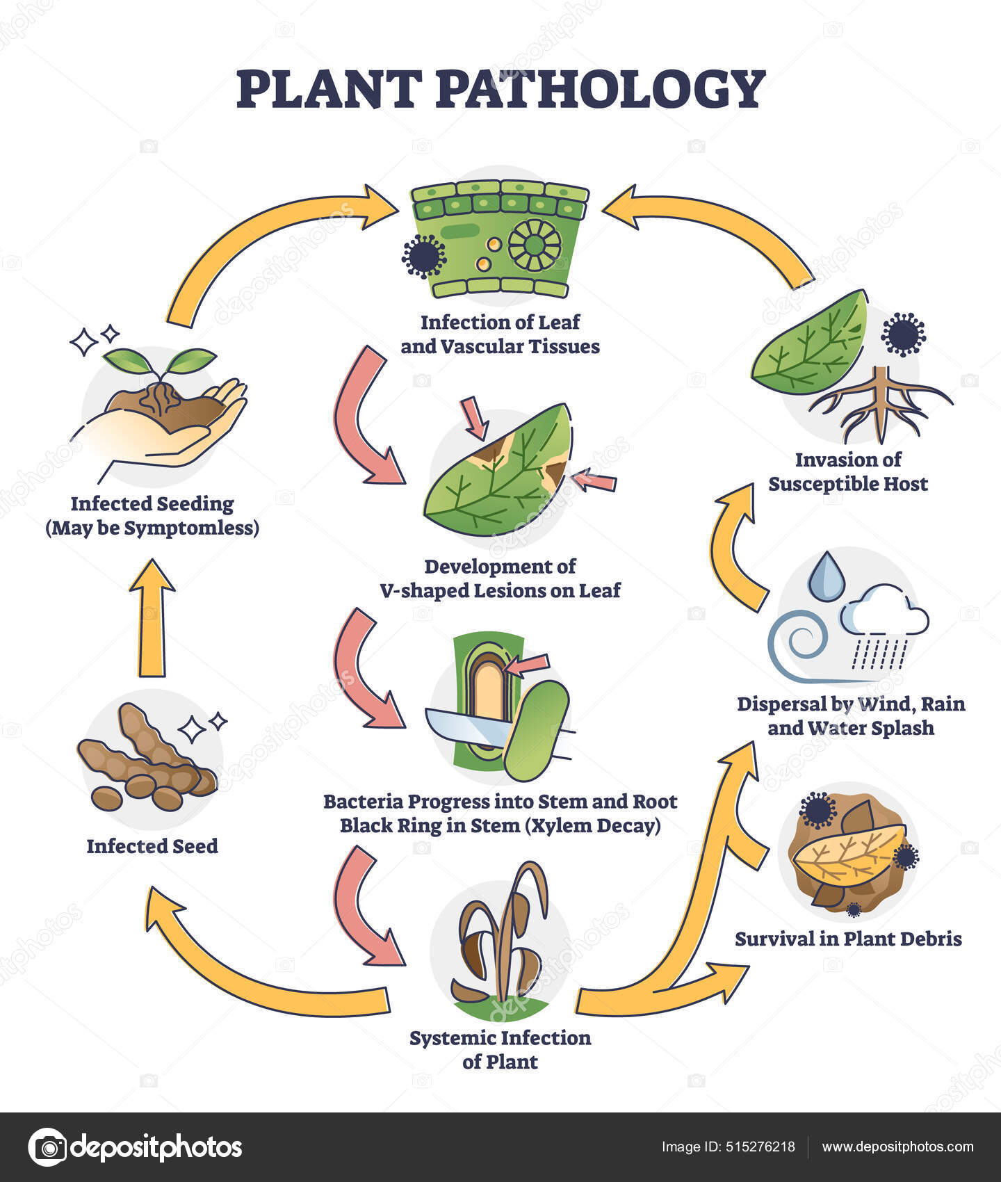 Plant Pathology Bacteria Infection Spreading Leafs Outline Concept ...