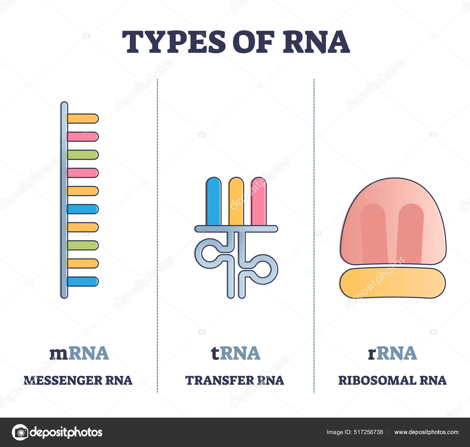 Tipos de comparación de moléculas poliméricas de ARN, diagrama de ...