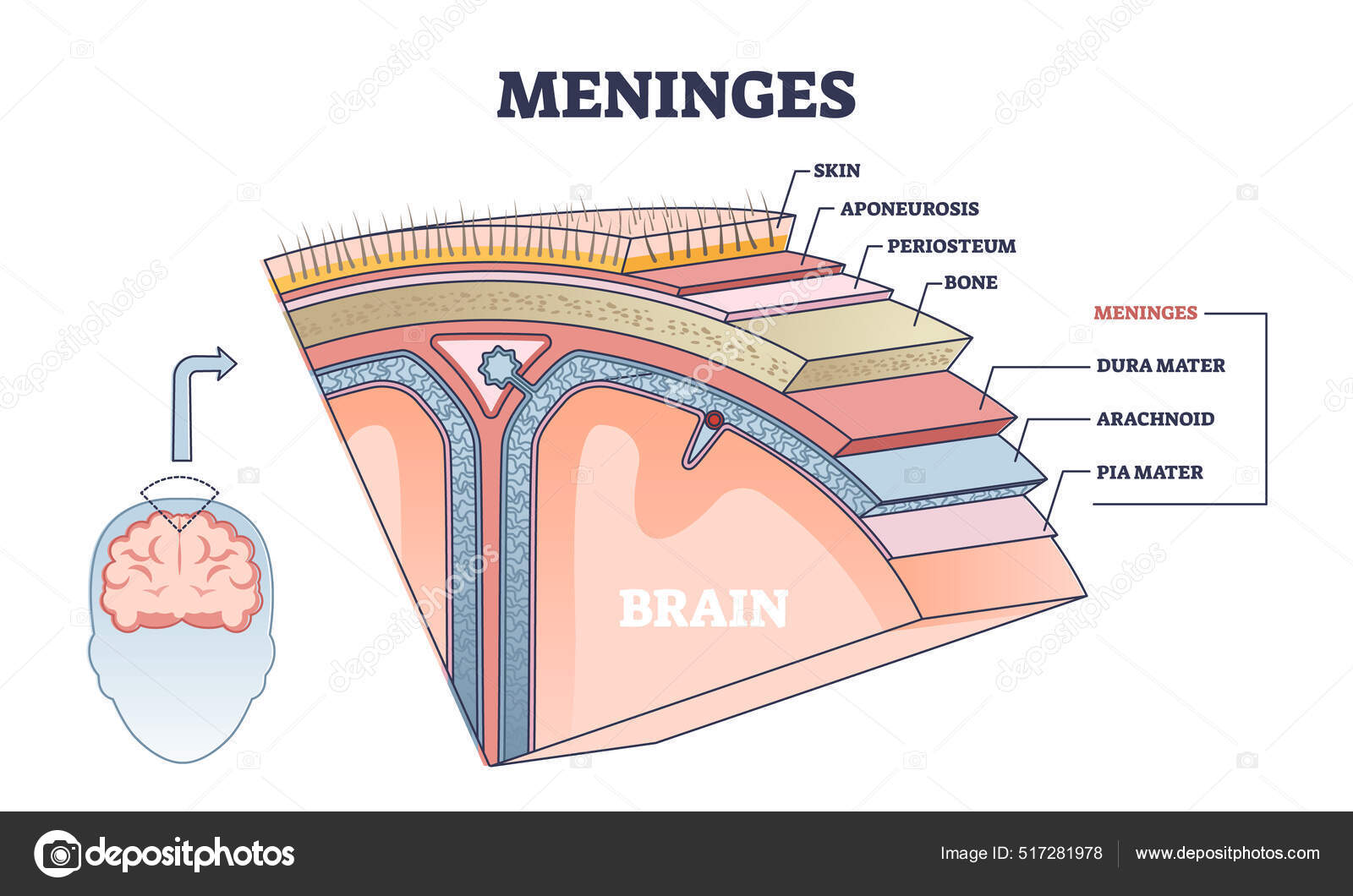 Meninges Como Estrutura Central Da Parte Do Cérebro Ou Sob O Diagrama