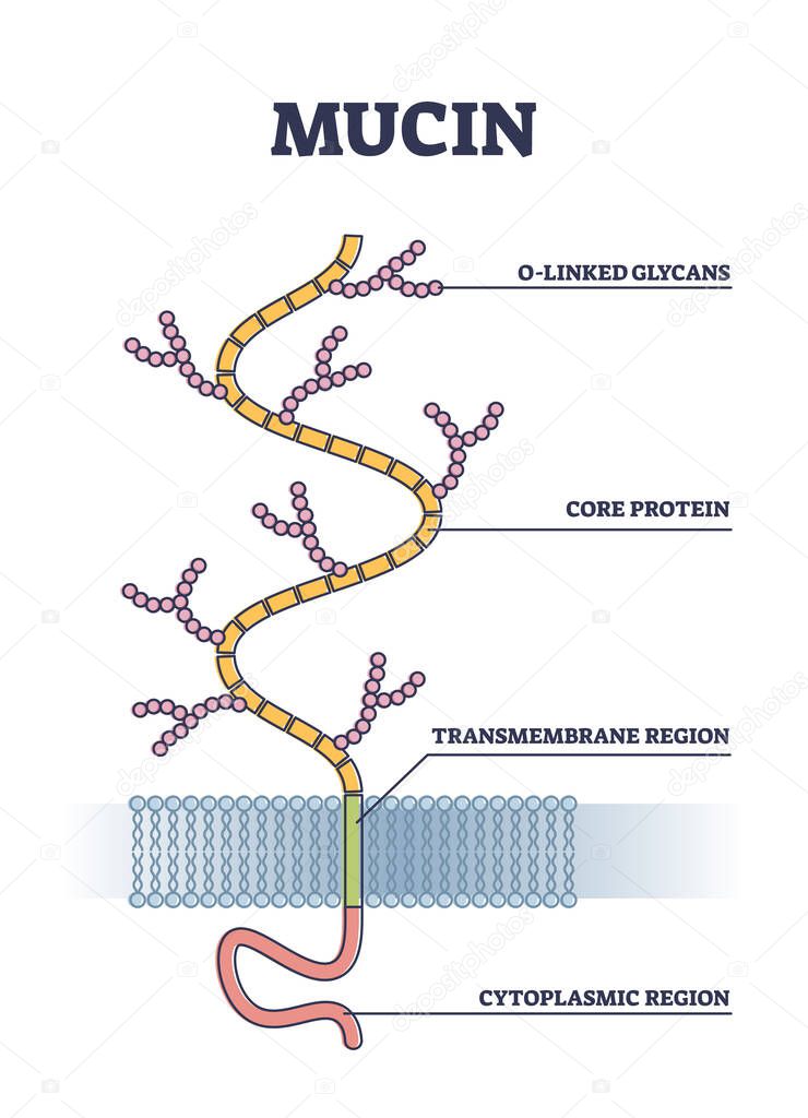 Estructura de la mucina como proteínas glicosiladas químicas diagrama ...