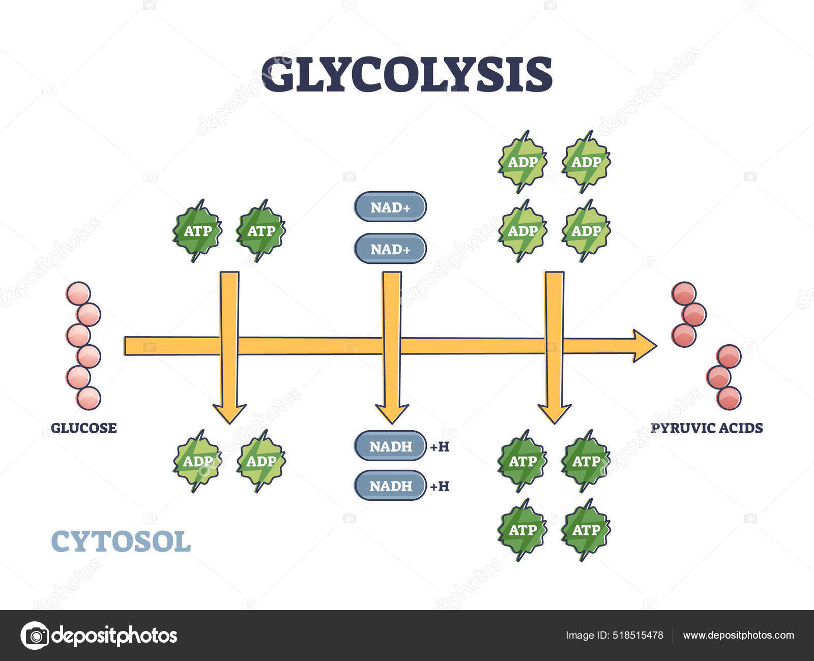Glycolysis as metabolic pathway for glucose convertion outline diagram ... Glycolysis as metabolic pathway for glucose convertion outline diagram ...